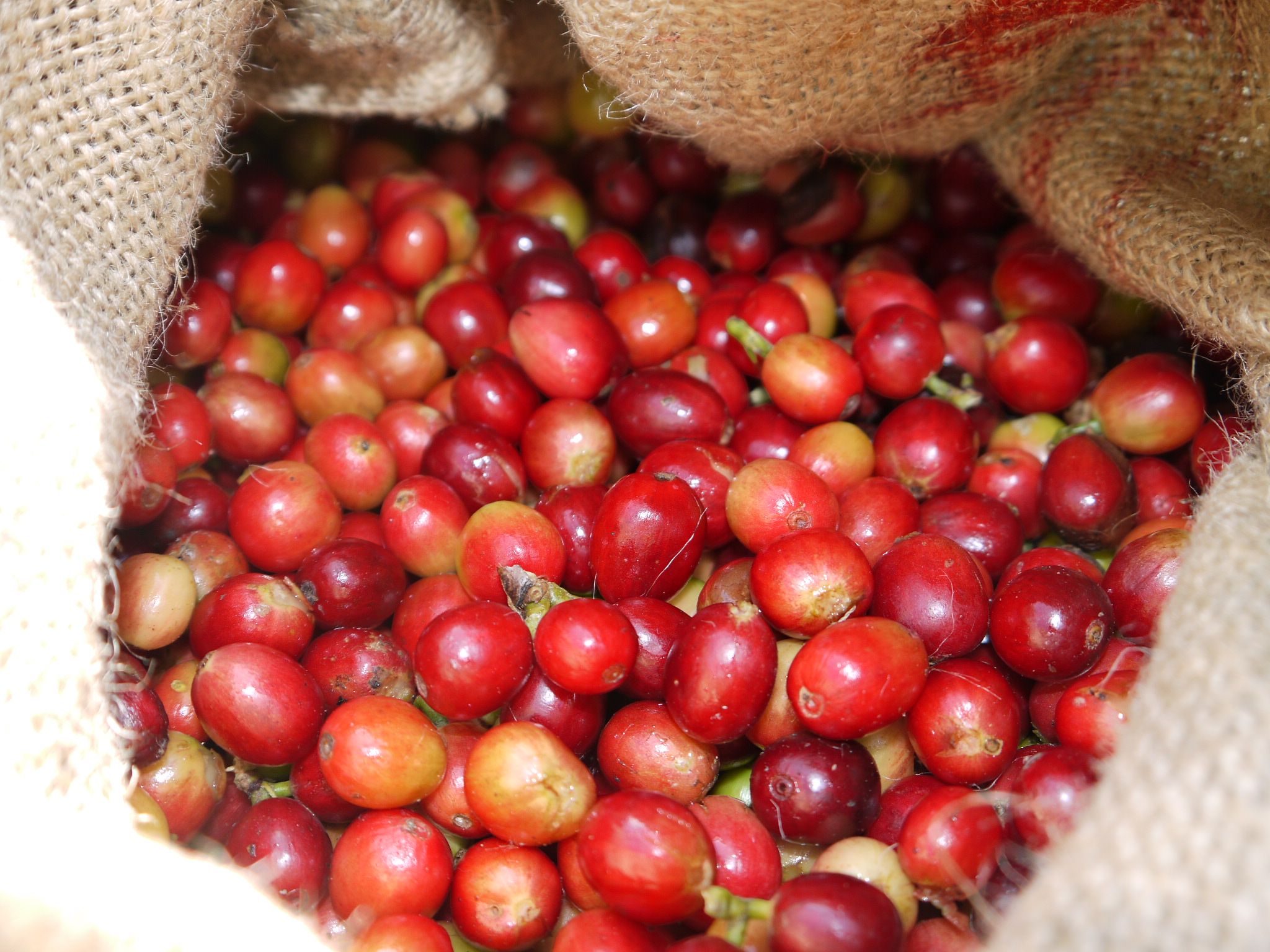 UCC Hawaii Official - Best quality 100% Kona Coffee from UCC Hawaii Kona Coffee Estate on the ...