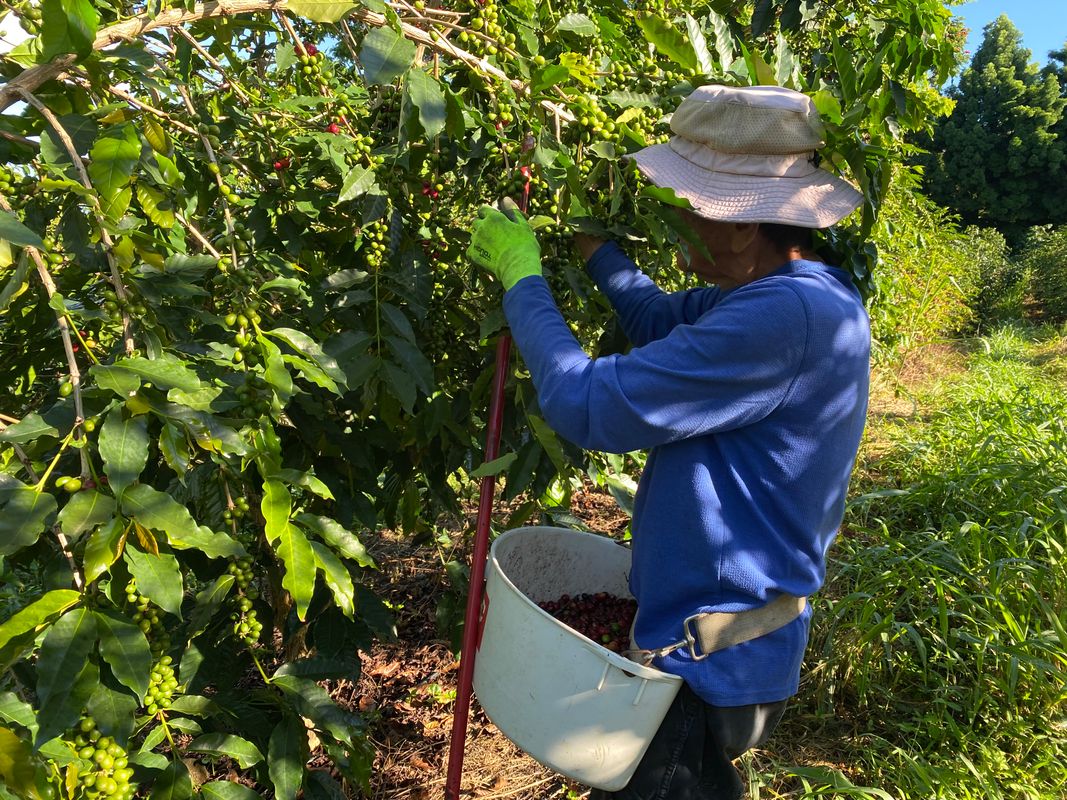 【Harvesting Experience】UCC Hawaii Coffee Harvesting Tour (Minimum 2 ...
