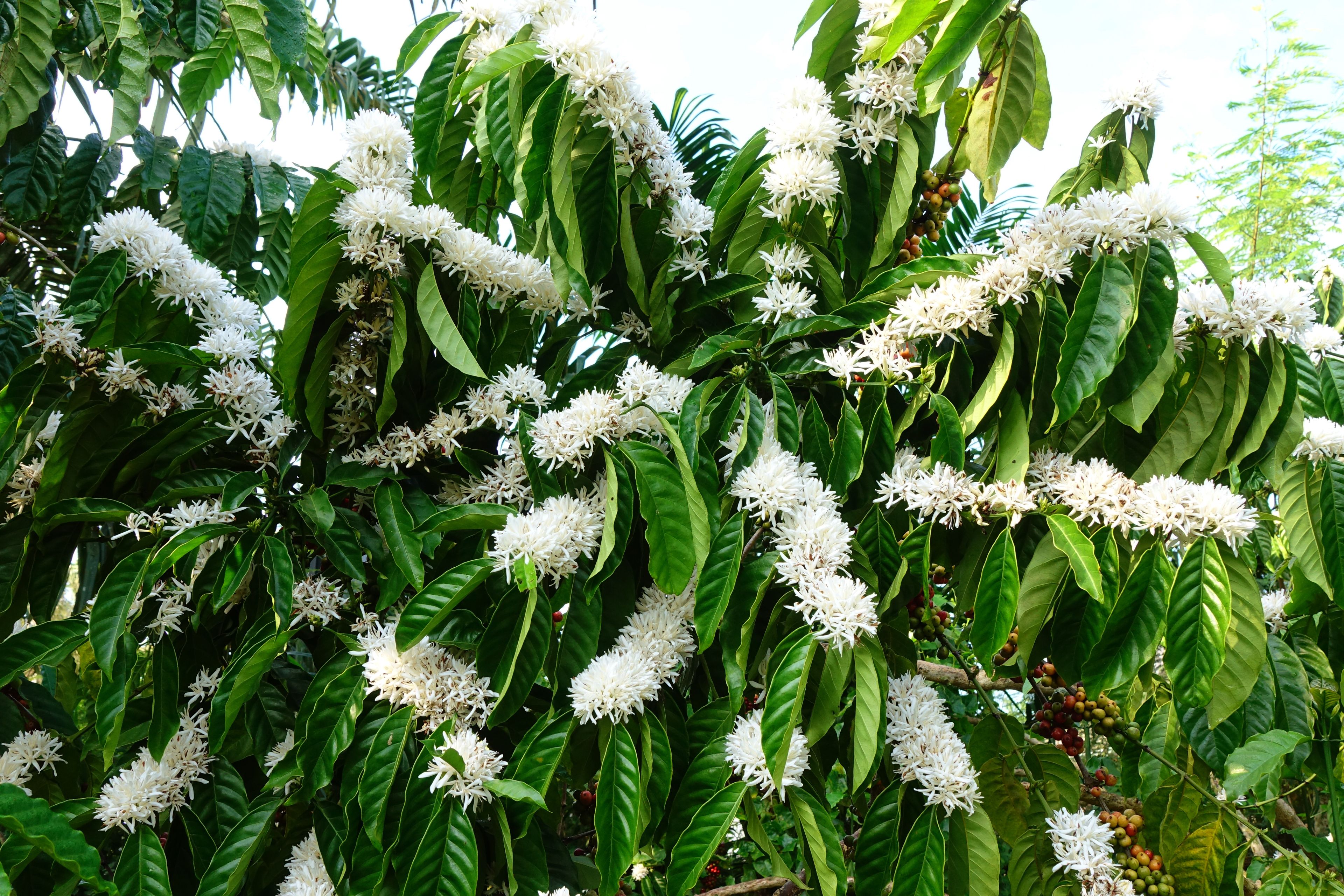 UCC Hawaii Official - Best quality 100% Kona Coffee from UCC Hawaii Kona Coffee Estate on the ...