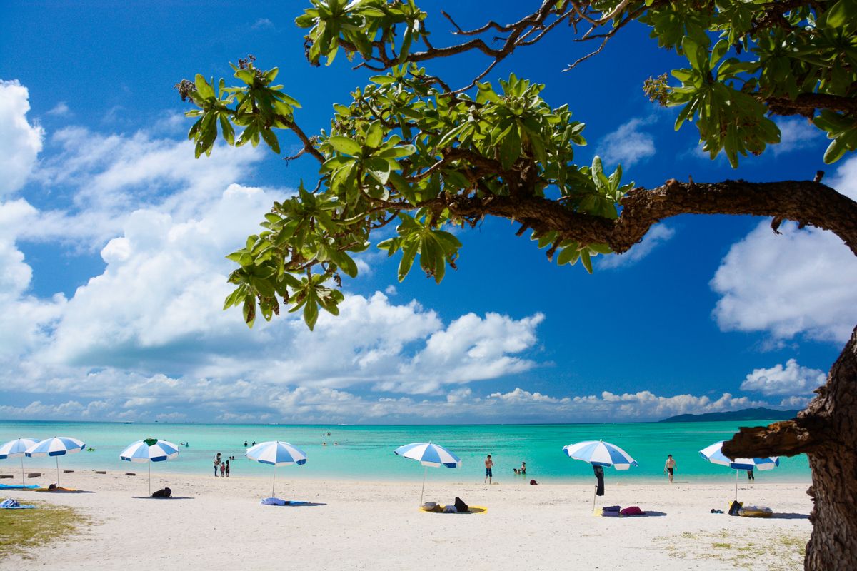 西表島マングローブカヌー＋選べる竹富島観光（水牛車 or レンタサイクル etc.）石垣往復乗船券付き＜昼食／送迎／E-1C＞ | 石垣から西表＆竹富へ！水牛車やレンタサイクルをお得にご予約